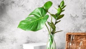 Simple Guide To Split Leaf Philodendron Pruning | UrbanOrganicYield.com
