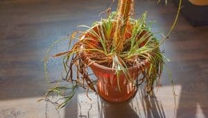 Why Is My Plant Drooping? And Solutions On How To Save Your Wilting ...