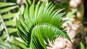 Growing Sword Ferns In Your Yard | UrbanOrganicYield.com