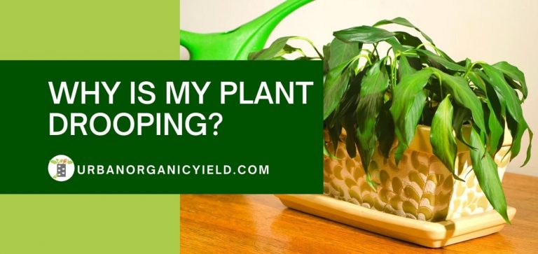 Why Is My Plant Drooping? And Solutions On How To Save Your Wilting ...