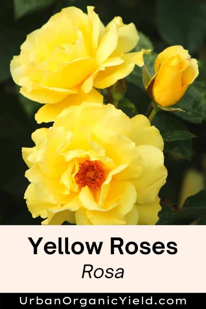 10 Yellow Shrubs For Your Landscaping | UrbanOrganicYield.com