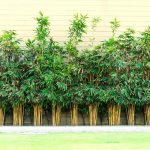 3 Easy Ways On How To Propagate Bamboo | UrbanOrganicYield.com