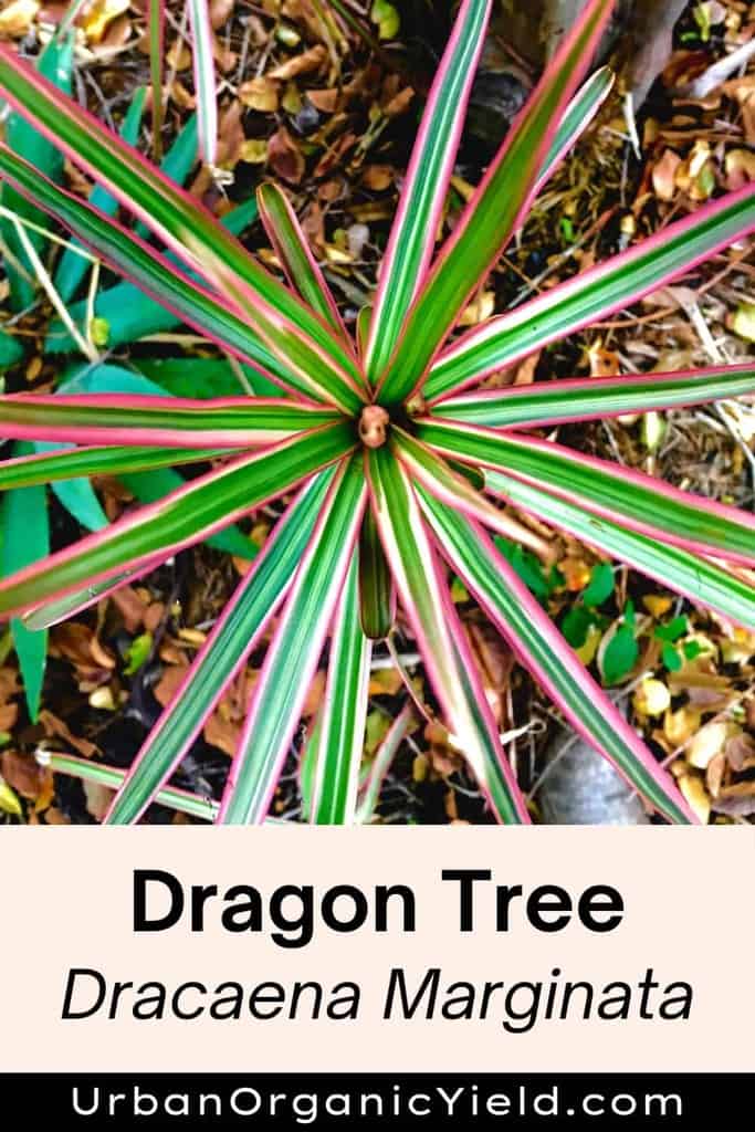 12 Most Common Dracaena Varieties To Grow At Home | UrbanOrganicYield.com