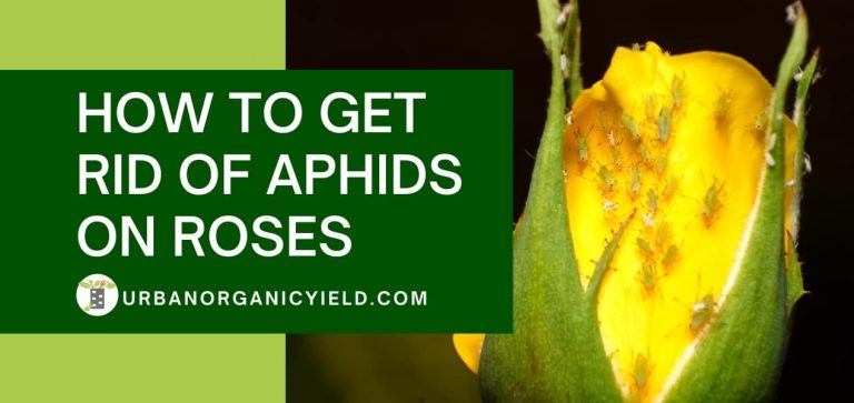 How To Get Rid Of Aphids On Roses | UrbanOrganicYield.com