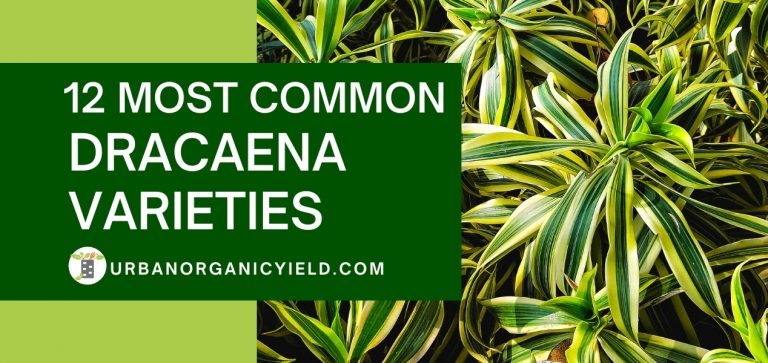 12 Most Common Dracaena Varieties To Grow At Home | UrbanOrganicYield.com