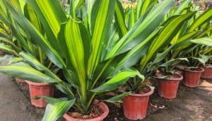 Dracaena Massangeana: Caring For A Mass Cane Plant Or Corn Plant ...