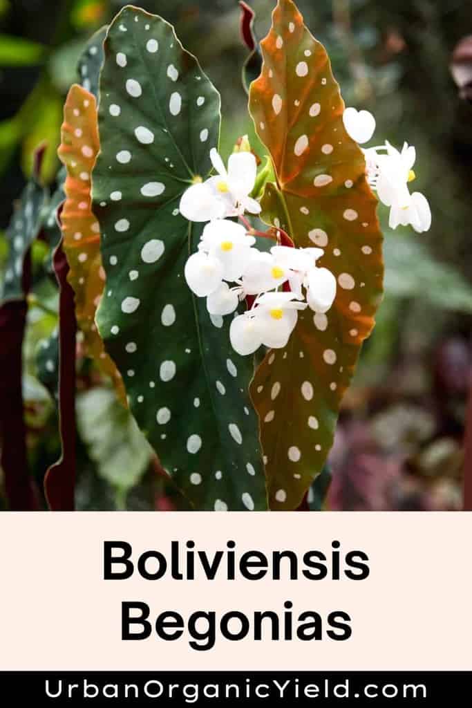 13 Types Of Begonias To Grow In Your Garden | UrbanOrganicYield.com