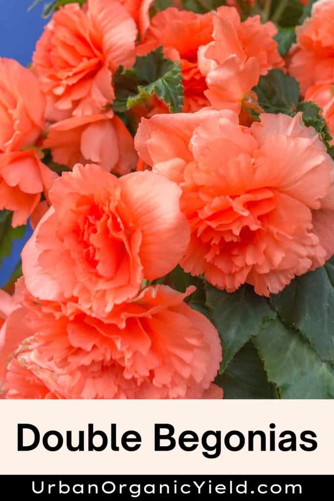 13 Types Of Begonias To Grow In Your Garden | UrbanOrganicYield.com