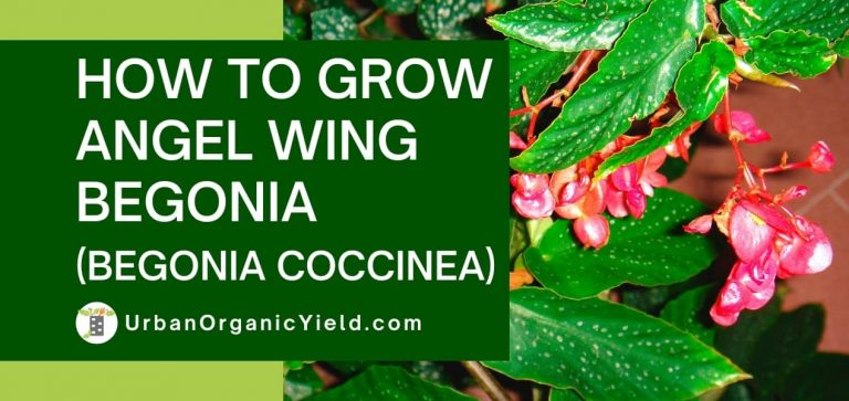 Double Begonias (Begonia Semperflorens) Plant Care | UrbanOrganicYield.com
