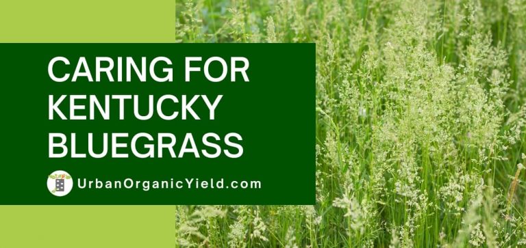 Kentucky Bluegrass: How To Grow And Care | UrbanOrganicYield.com