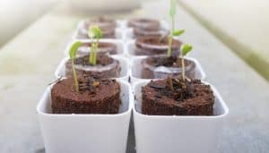 Guide On Hydroponic Growing Mediums | UrbanOrganicYield.com