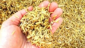 How To Use Rice Hulls For Gardening | UrbanOrganicYield.com