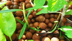 LECA (Expanded Clay Pellets): Using Hydroton In Hydroponics ...