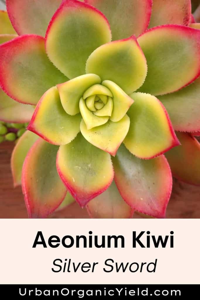 Aeonium Varieties | UrbanOrganicYield.com