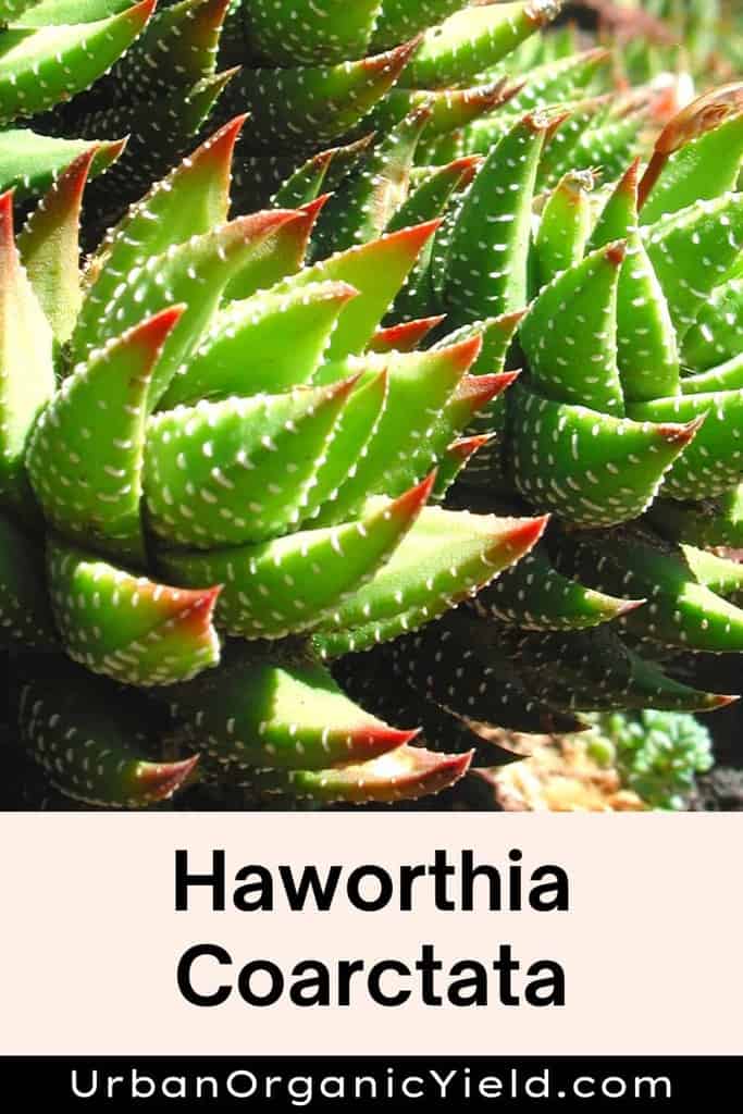 10 Types Of Haworthia Succulents | UrbanOrganicYield.com