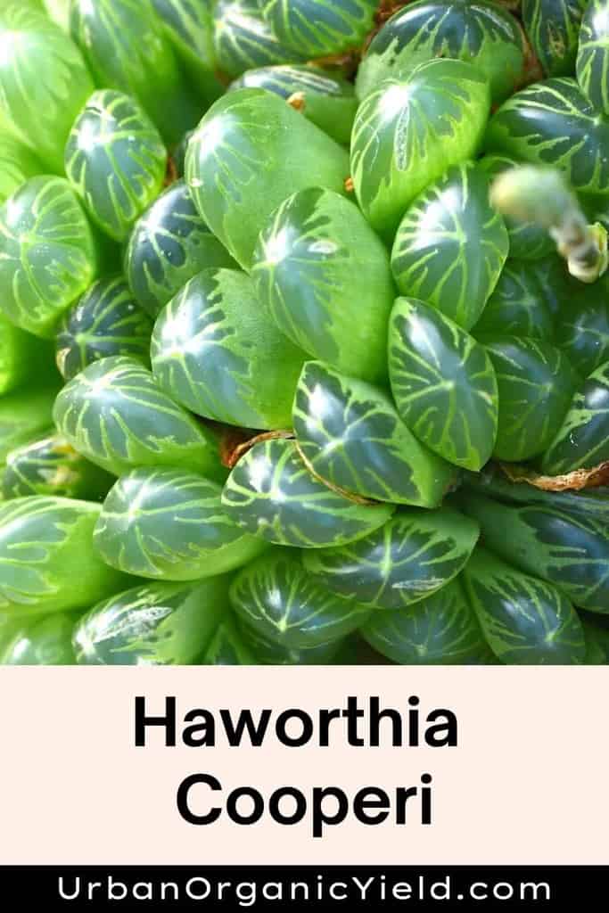 10 Types Of Haworthia Succulents | UrbanOrganicYield.com