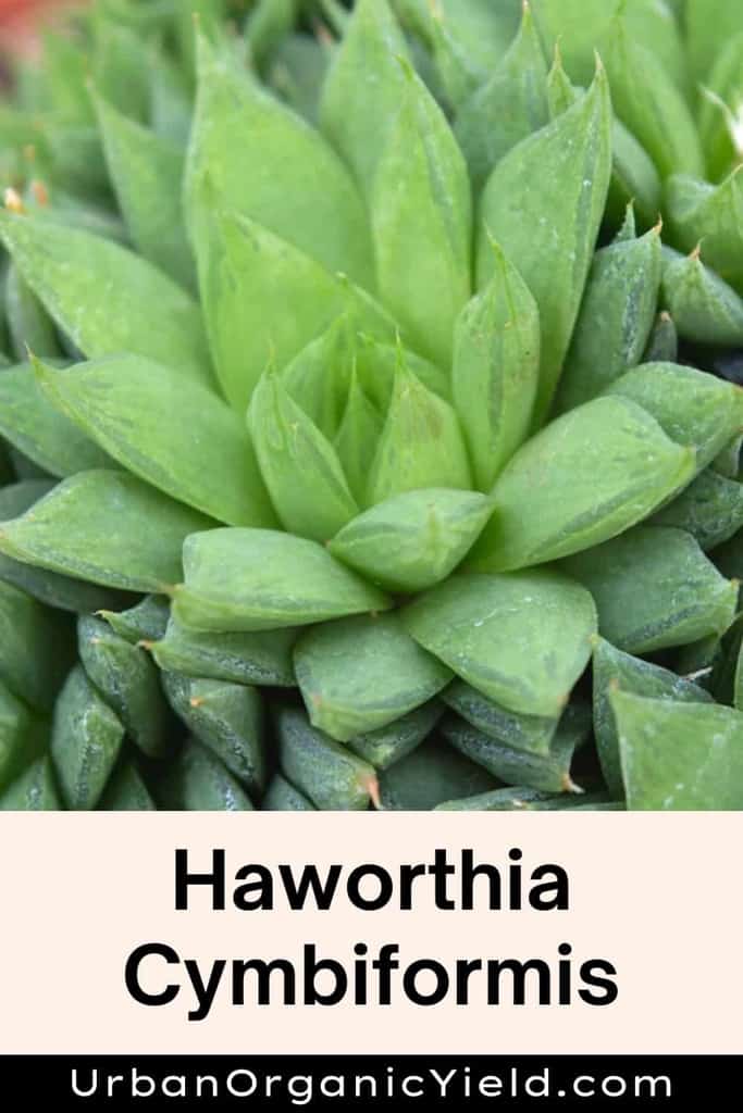 10 Types Of Haworthia Succulents | UrbanOrganicYield.com