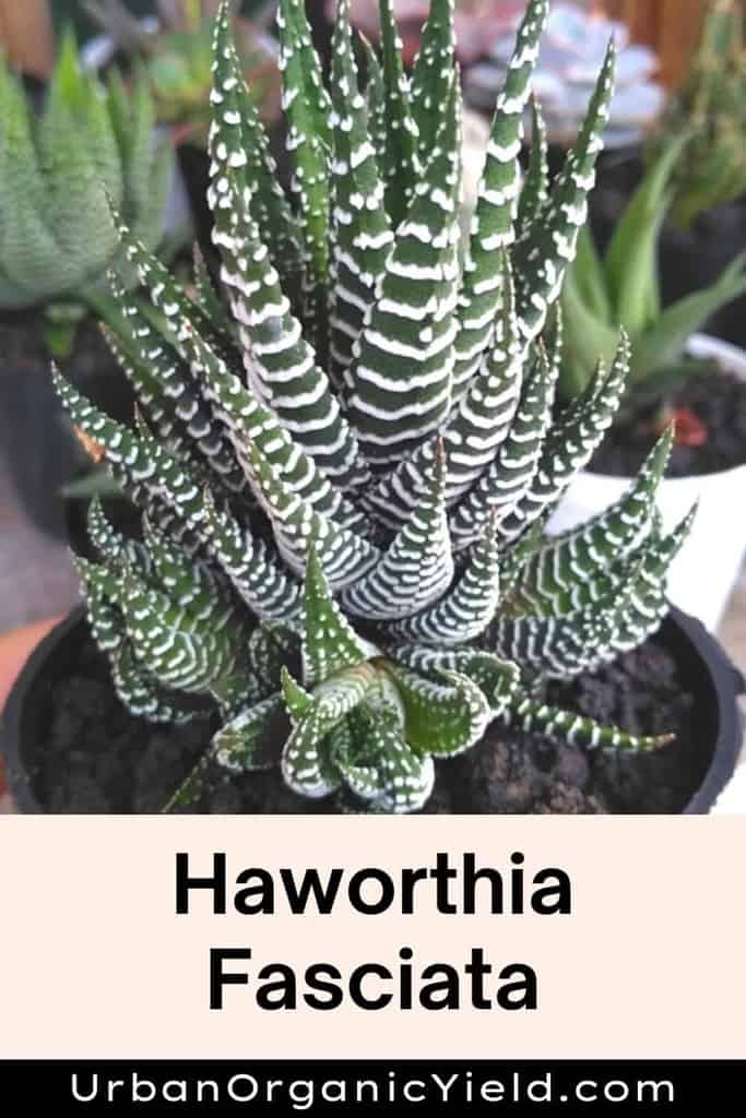10 Types Of Haworthia Succulents | UrbanOrganicYield.com