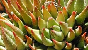 10 Types Of Haworthia Succulents | UrbanOrganicYield.com