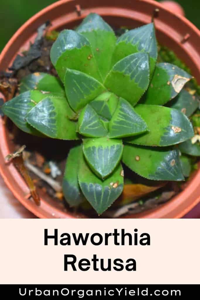 10 Types Of Haworthia Succulents | UrbanOrganicYield.com