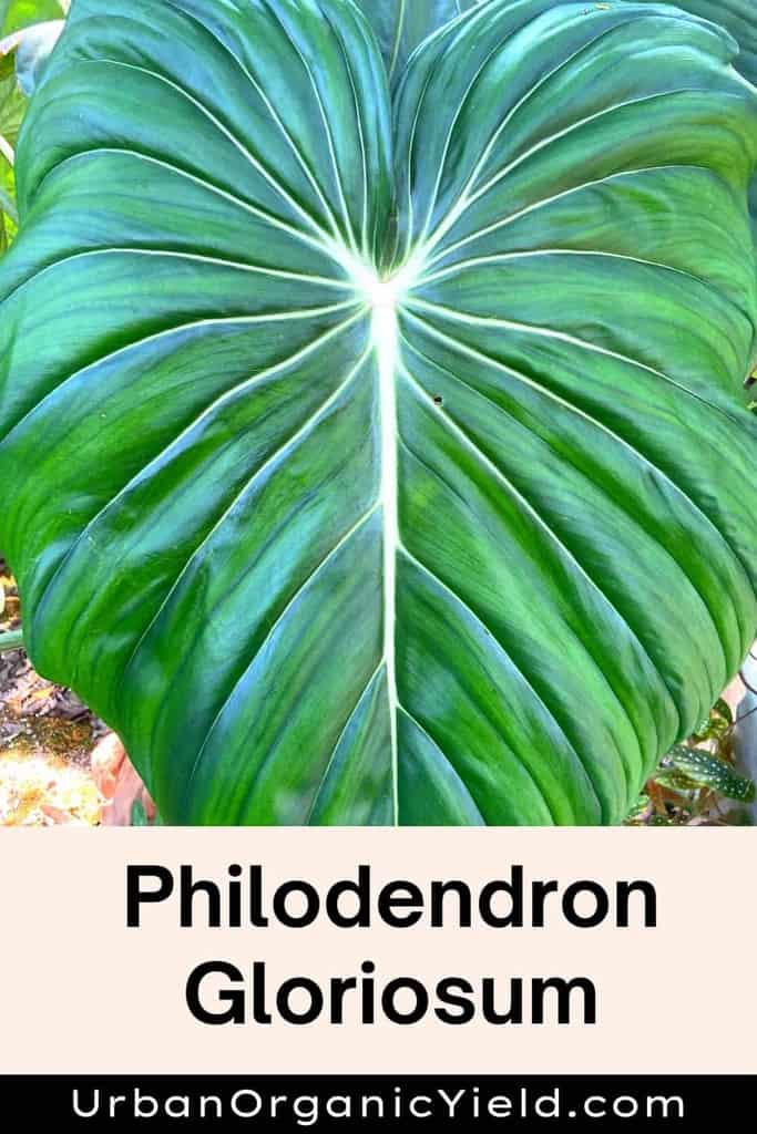 Philodendron Types: Which Variety To Grow? | UrbanOrganicYield.com