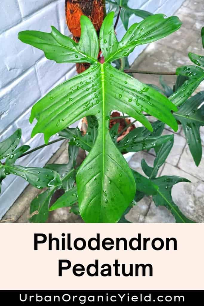 Philodendron Types: Which Variety To Grow? | UrbanOrganicYield.com