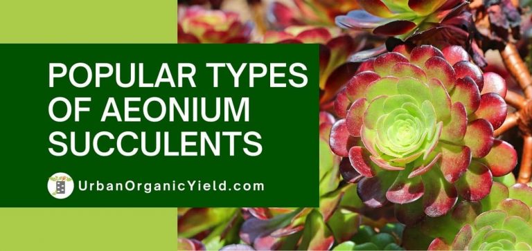 Aeonium Varieties | UrbanOrganicYield.com