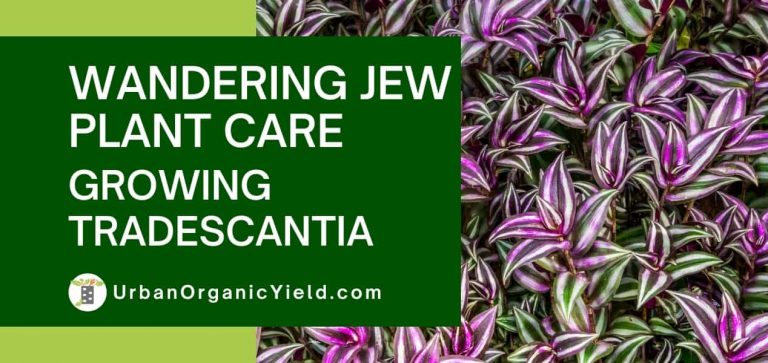 18 Best Indoor Vining Plants That Climb Or You Can Hang [List]