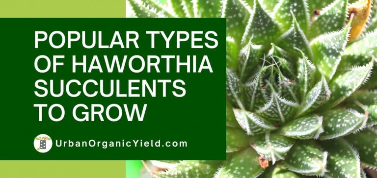 10 Types Of Haworthia Succulents | UrbanOrganicYield.com