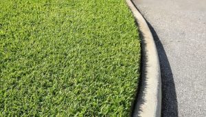 St. Augustine Grass: How To Grow And Care | UrbanOrganicYield.com