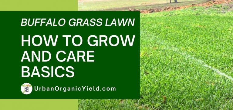 Buffalo Grass: How To Grow And Care | UrbanOrganicYield.com