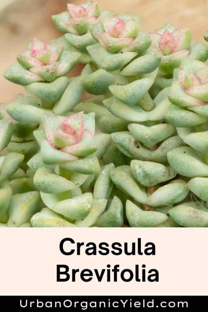 20 Different Types Of Jade Plants With Pictures & Care Guide