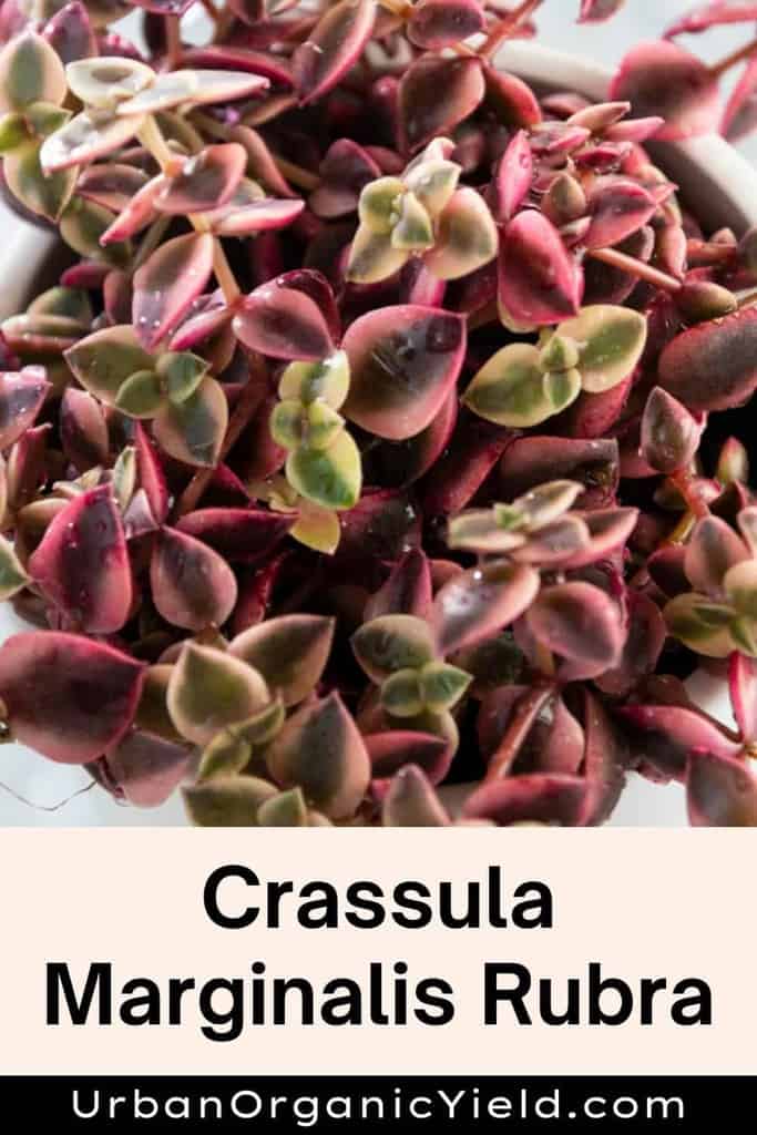 20 Different Types Of Jade Plants With Pictures & Care Guide