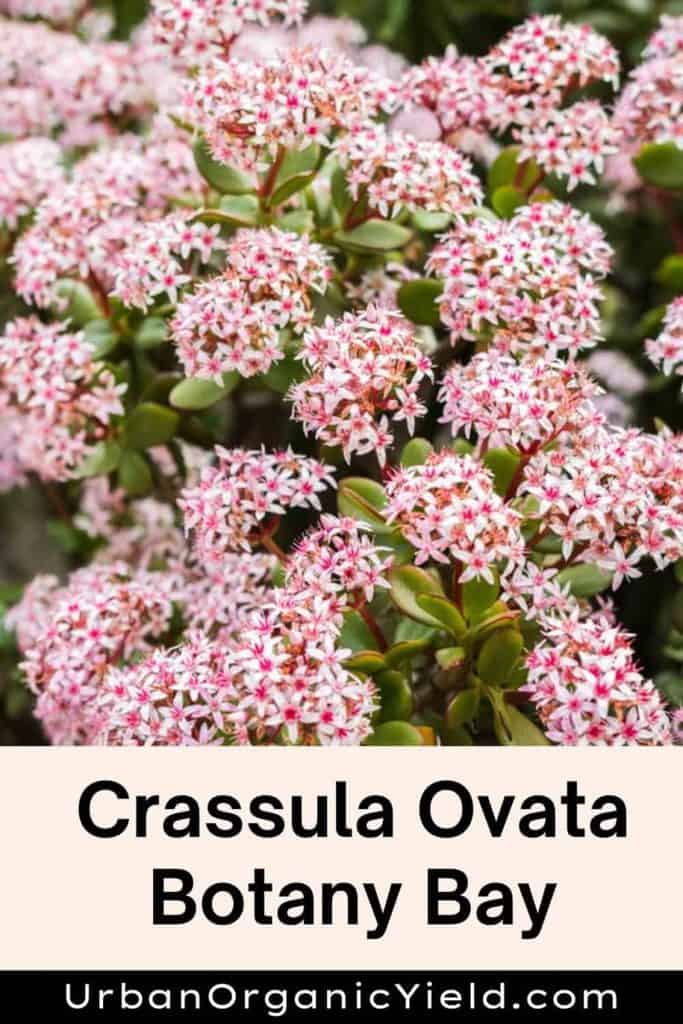 20 Different Types Of Jade Plants With Pictures & Care Guide