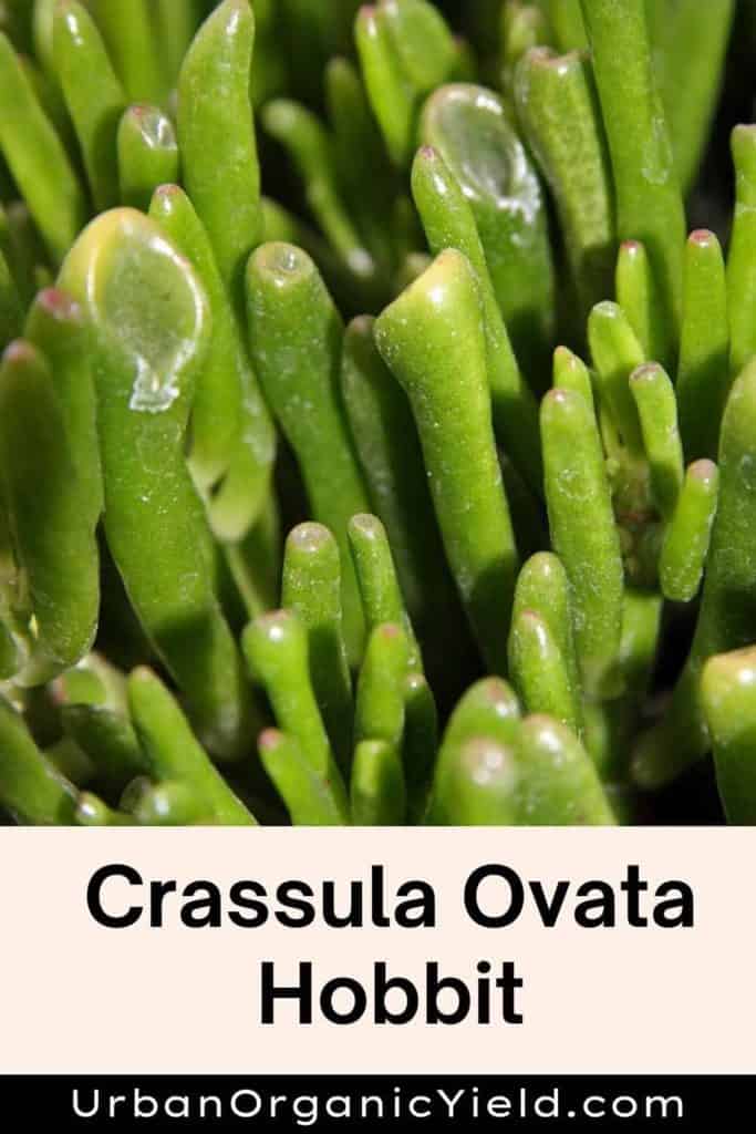 20 Different Types Of Jade Plants With Pictures & Care Guide