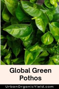 18 Types Of Pothos Plants | UrbanOrganicYield.com