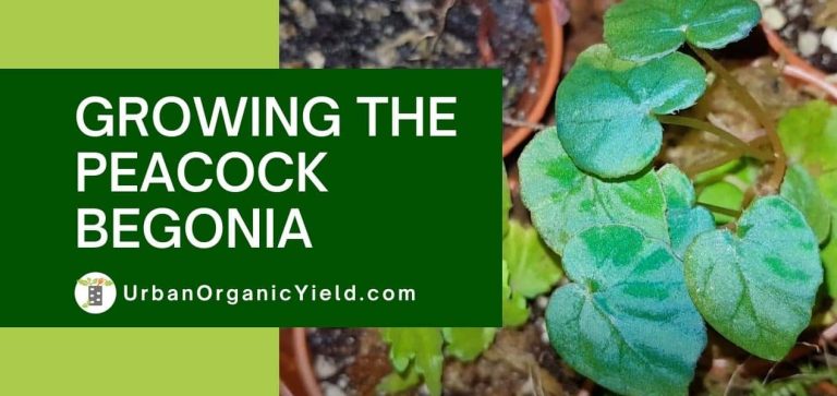 13 Types Of Begonias To Grow In Your Garden | UrbanOrganicYield.com