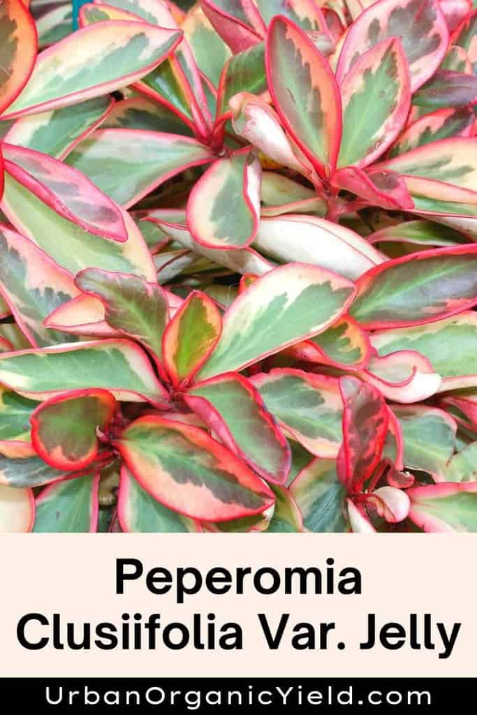 Peperomia Plant Varieties | UrbanOrganicYield.com