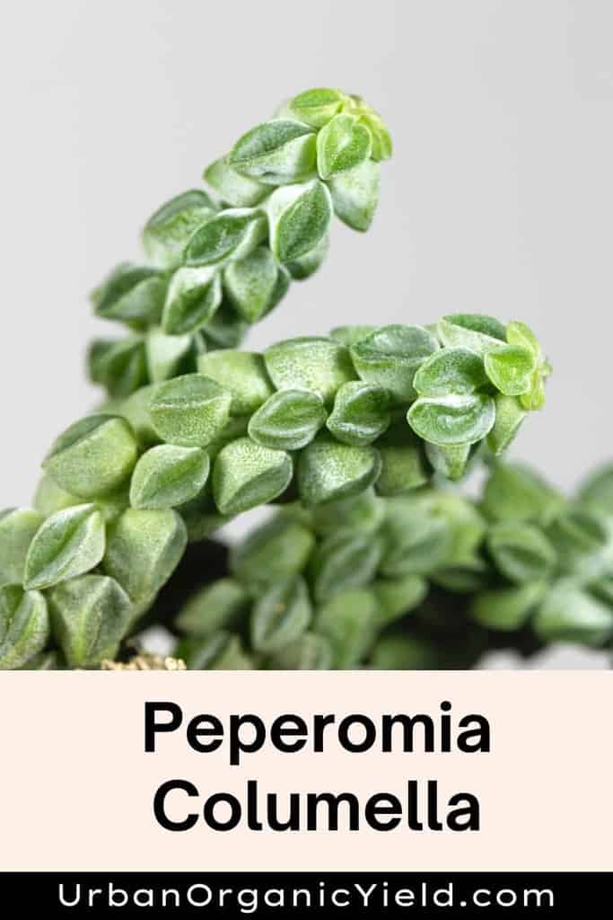 Peperomia Plant Varieties | UrbanOrganicYield.com