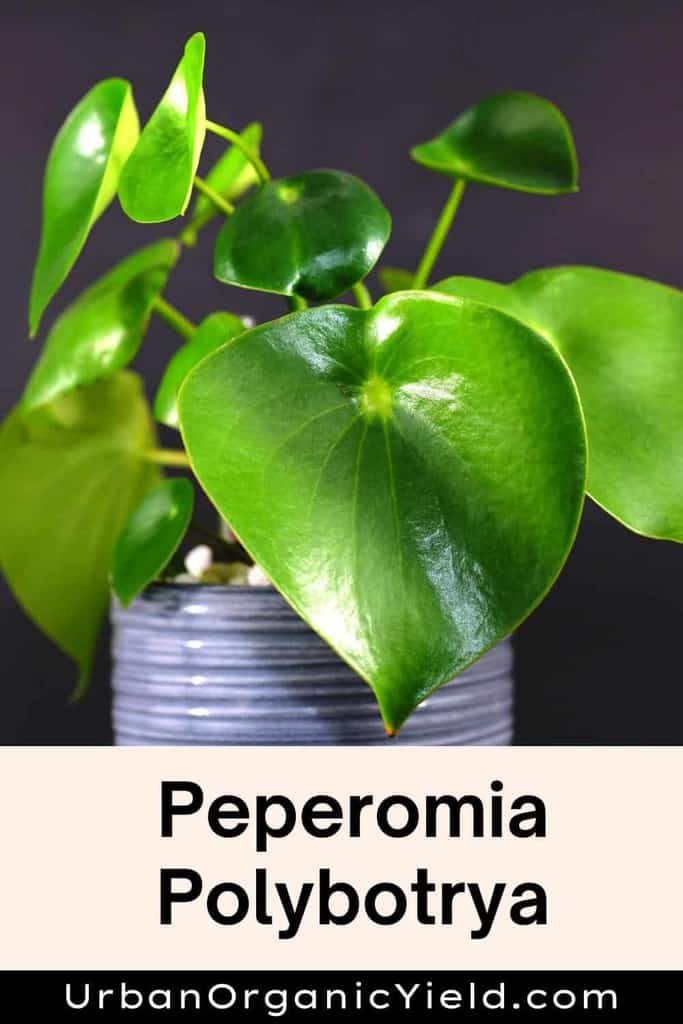Peperomia Plant Varieties | UrbanOrganicYield.com