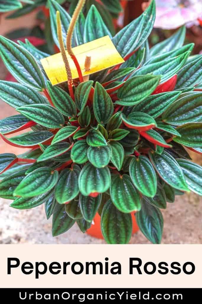 Peperomia Plant Varieties | UrbanOrganicYield.com