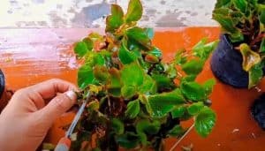 How To Care For Wax Begonias | UrbanOrganicYield.com