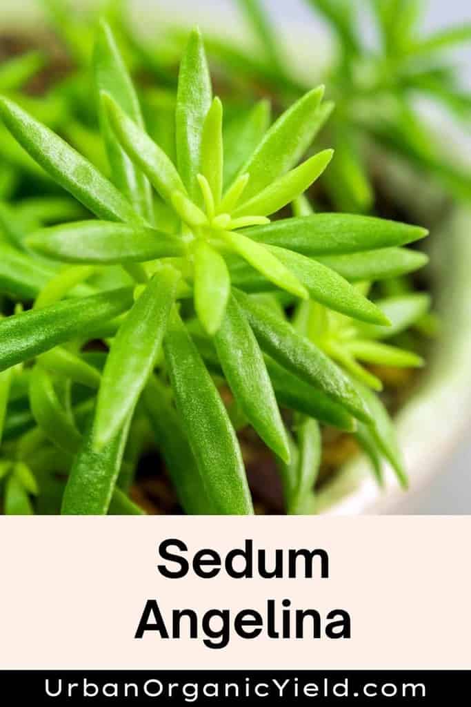 Sedum Varieties For Your Garden | UrbanOrganicYield.com