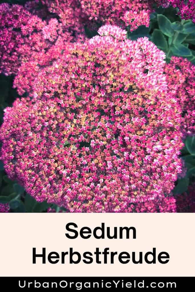Sedum Varieties For Your Garden | UrbanOrganicYield.com