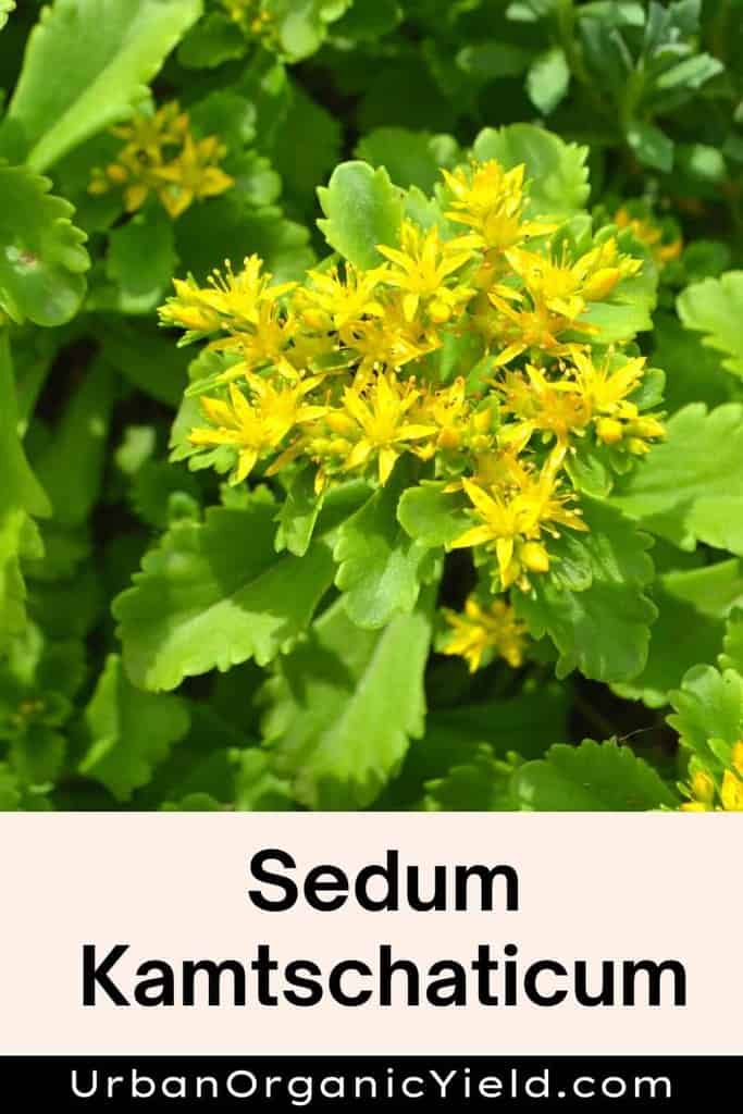 Sedum Varieties For Your Garden | UrbanOrganicYield.com