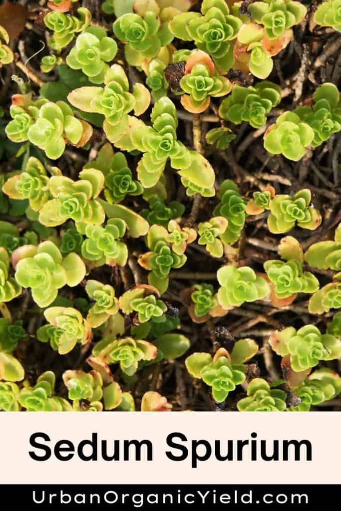 Sedum Varieties For Your Garden | UrbanOrganicYield.com