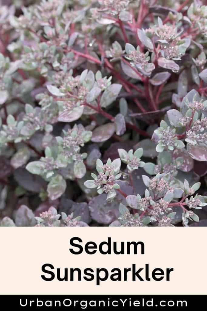 Sedum Varieties For Your Garden | UrbanOrganicYield.com
