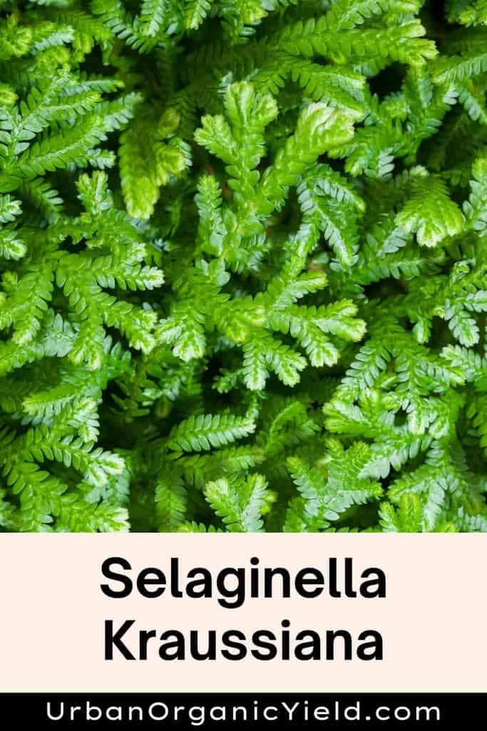 Types Of Selaginella (Spike Moss) Plants | UrbanOrganicYield.com