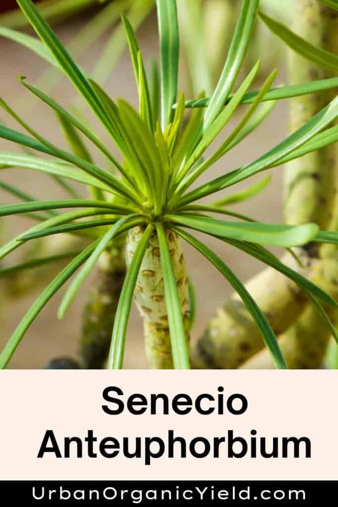 Types Of Senecio Succulent Plants | UrbanOrganicYield.com