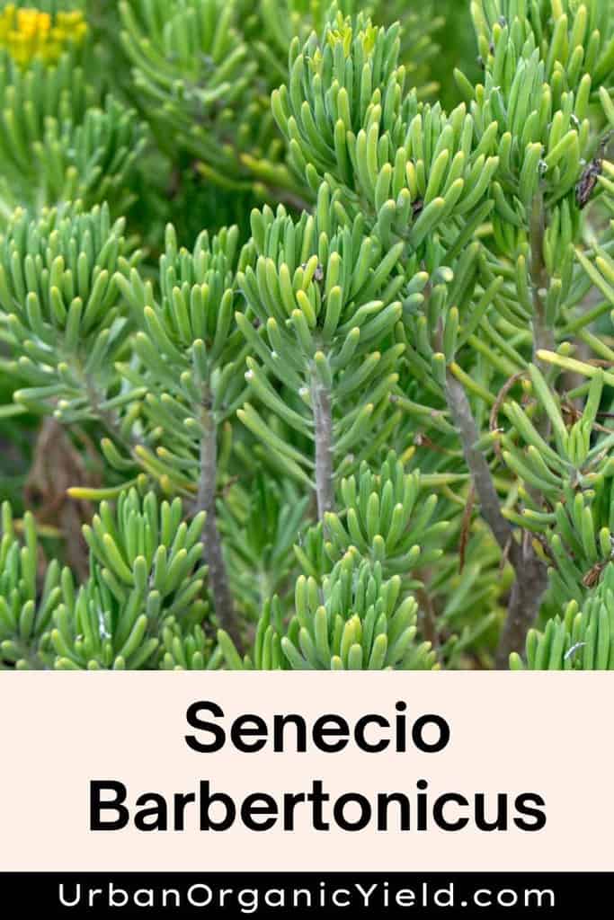 Types Of Senecio Succulent Plants | UrbanOrganicYield.com